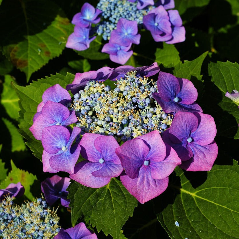 Hydrangea Macrophylla Blaumeise - Hortensia Élégant aux Fleurs Mauves