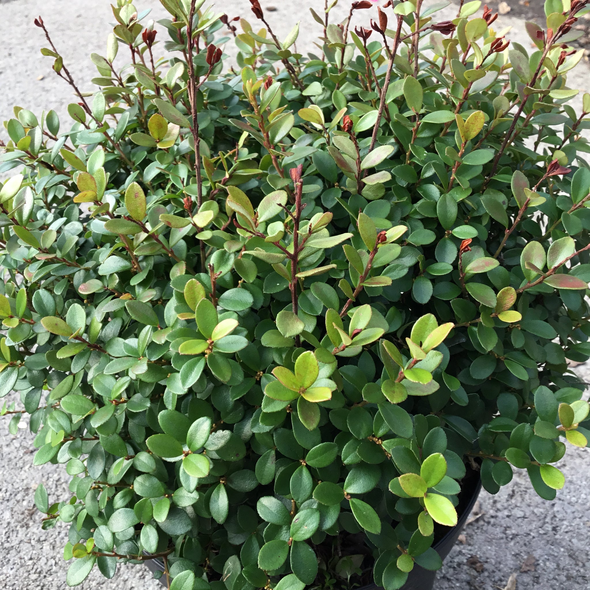 Myrsine Africana - Buis Africain | Feuillage Persistant