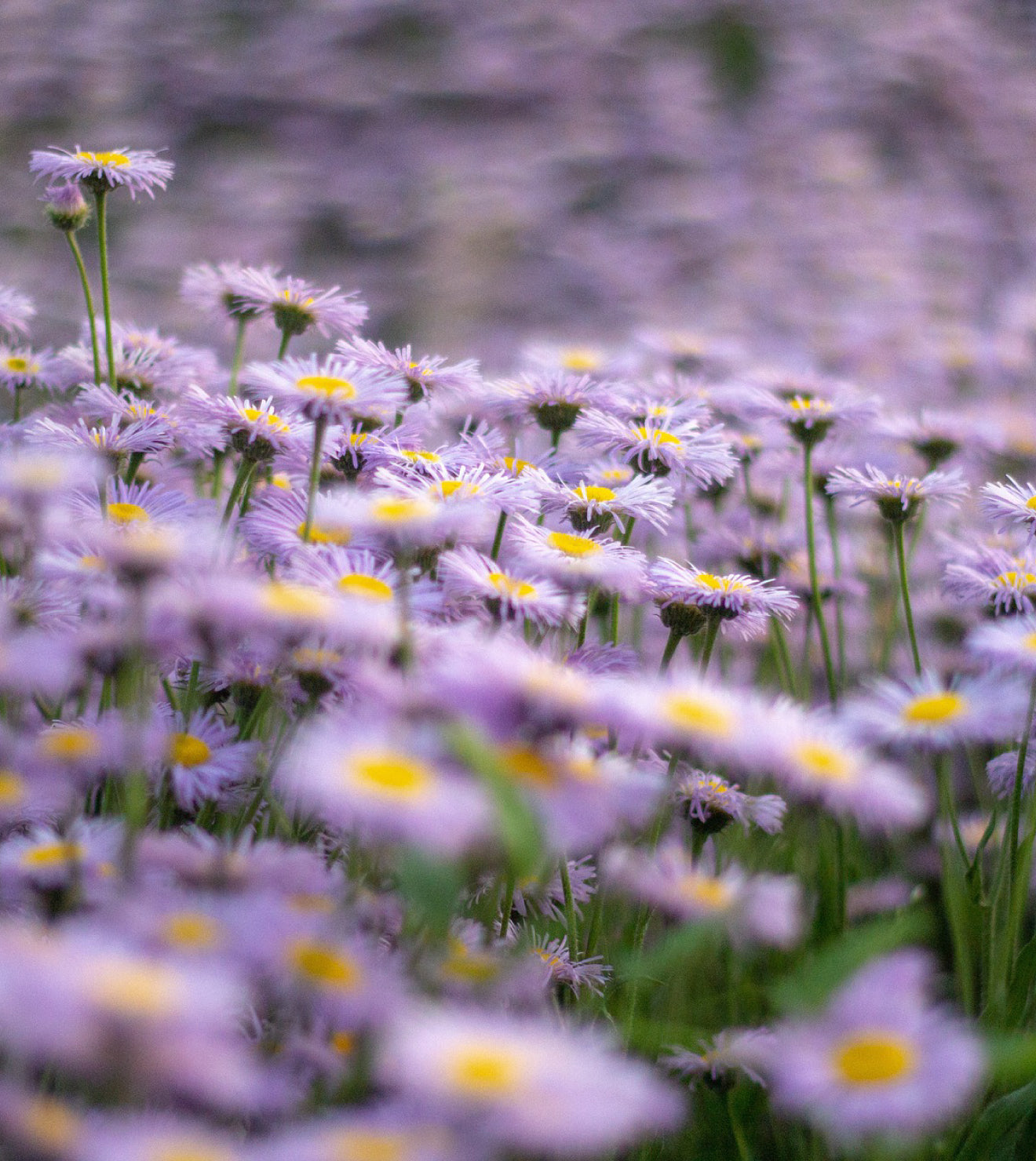 VIVACES - Pépinière de Penhouët