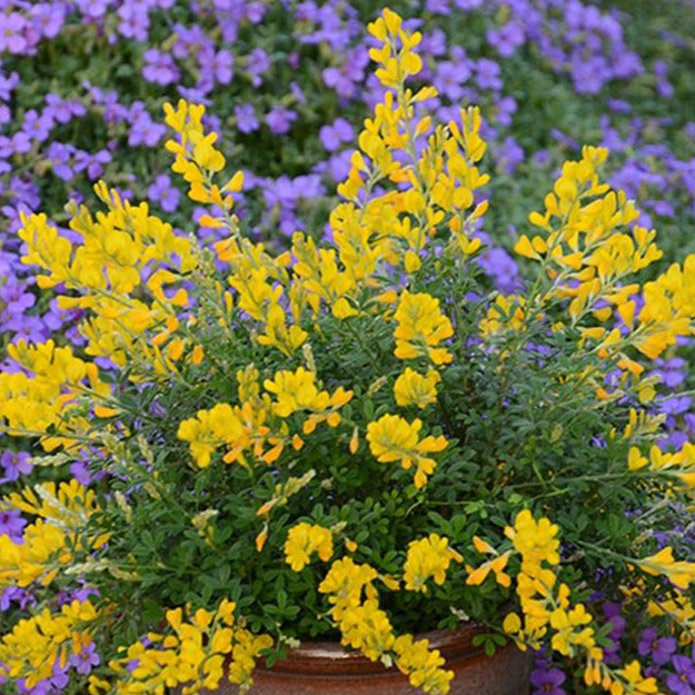 Cytisus Racemosus Phebus - Genêt de Tenerife