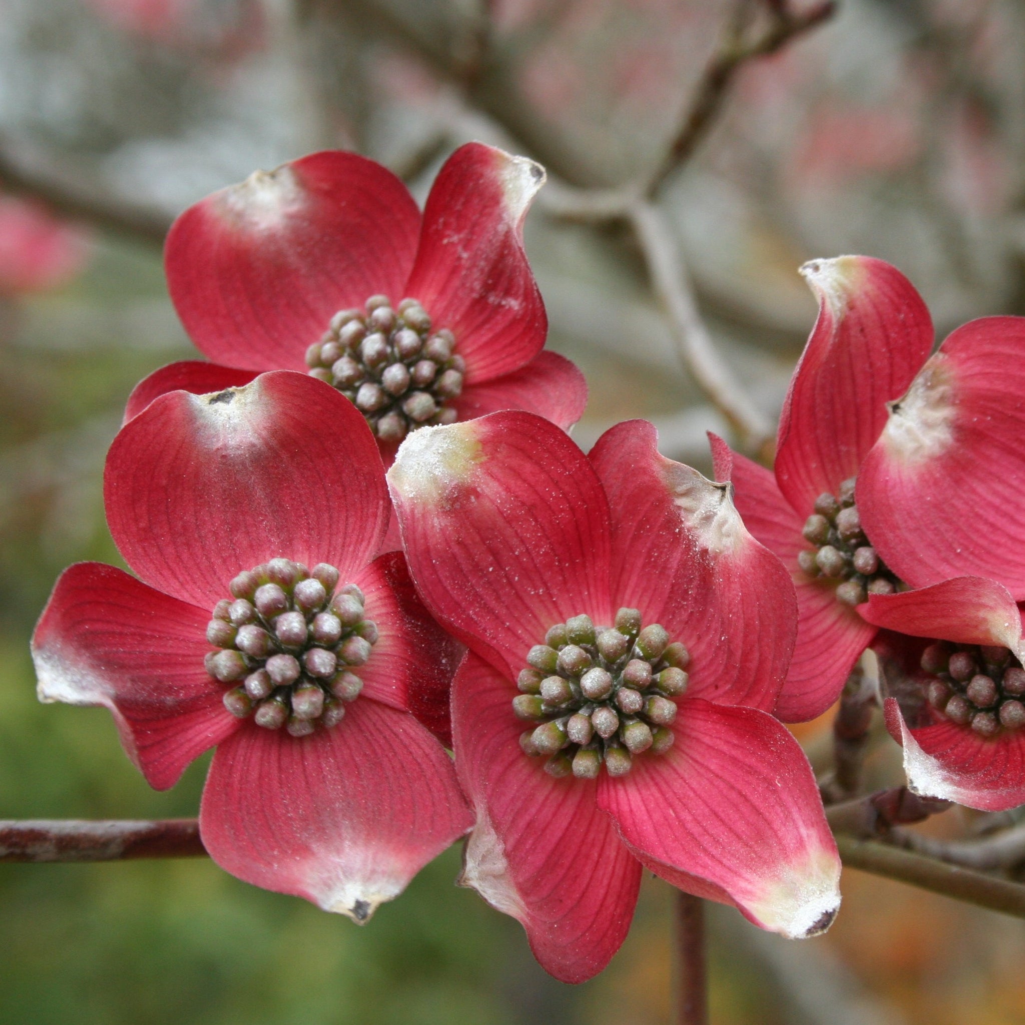 Cornus florida Red Giant – Cornouiller de Floride à bractées rouges