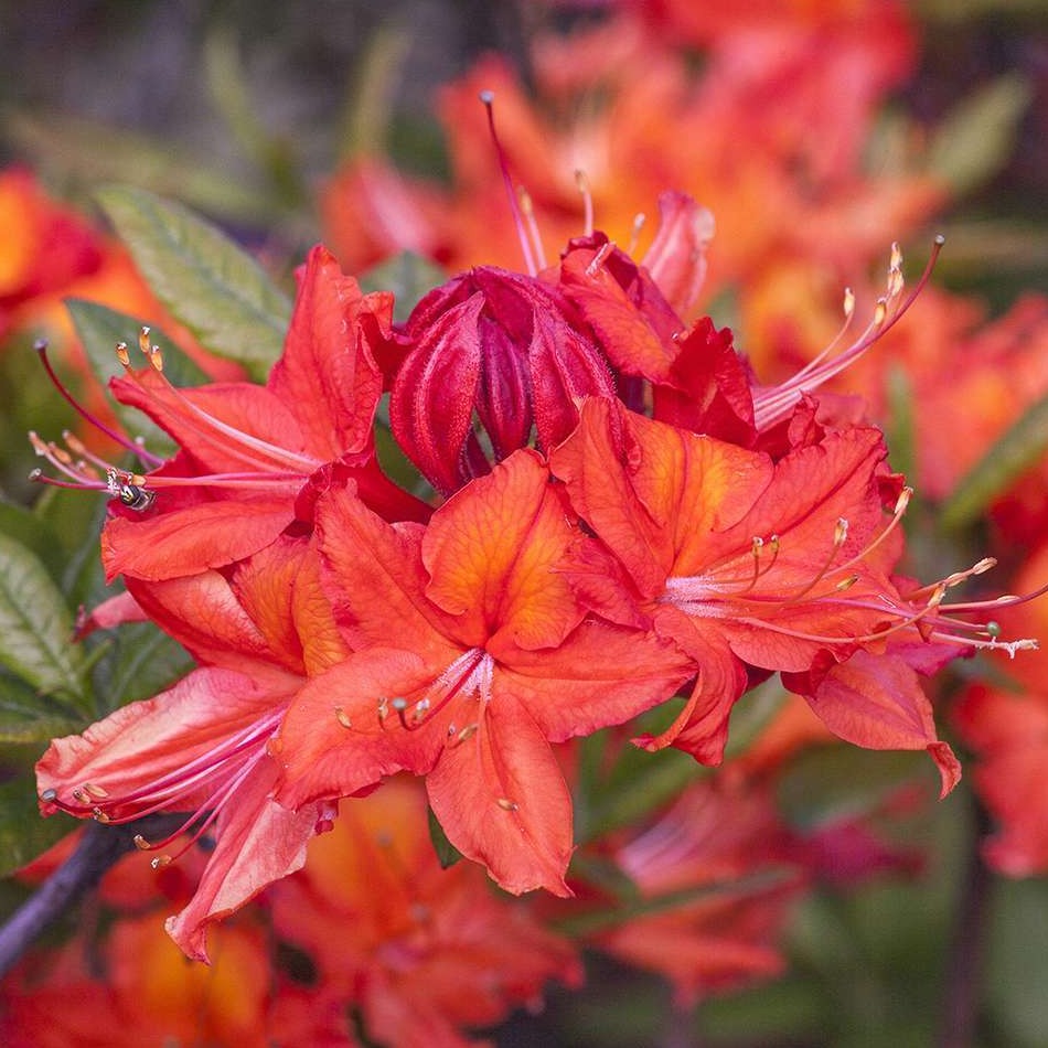 Azalea Mollis Balzac – Arbuste à floraison rouge-orange parfumée