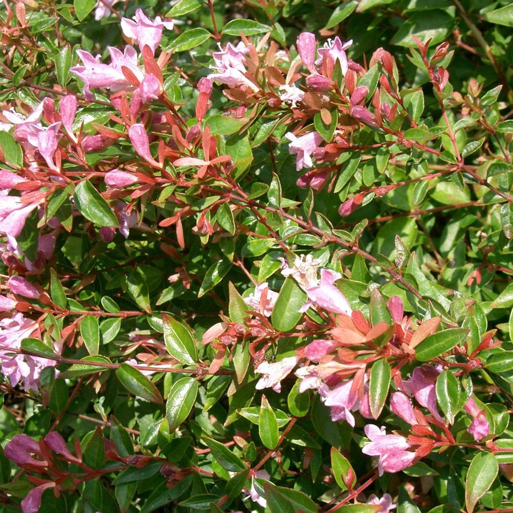 Abelia Grandiflora Edward Goucher - Arbuste fleuri au feuillage coloré