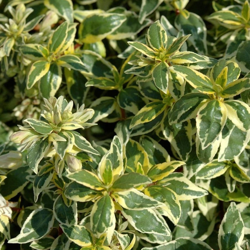 Abelia Grandiflora Radiance - Arbuste compact au feuillage persistant