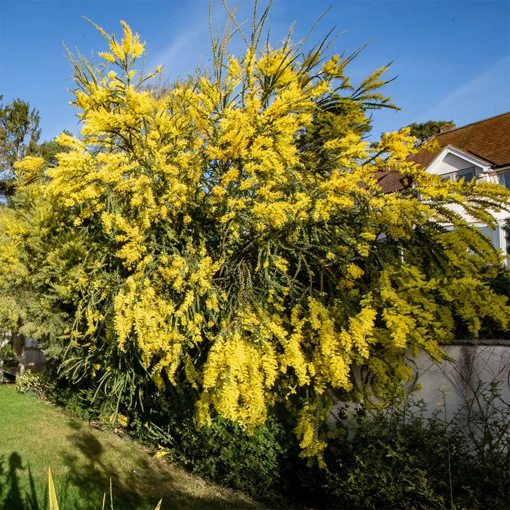 Acacia pravissima - Mimosa à feuilles en triangle jaunes