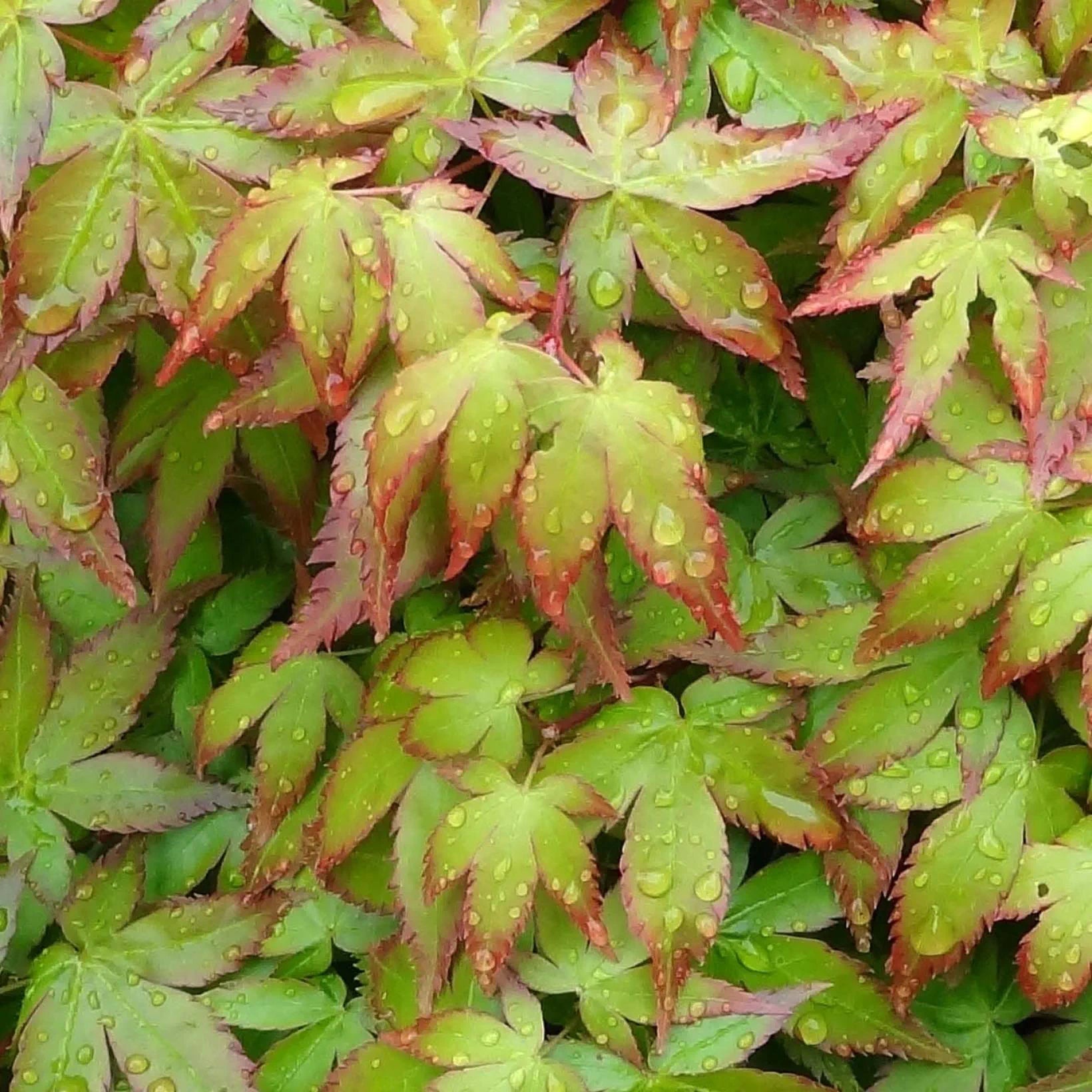 Acer Palmatum Little Princess - Érable au feuillage rouge automnal