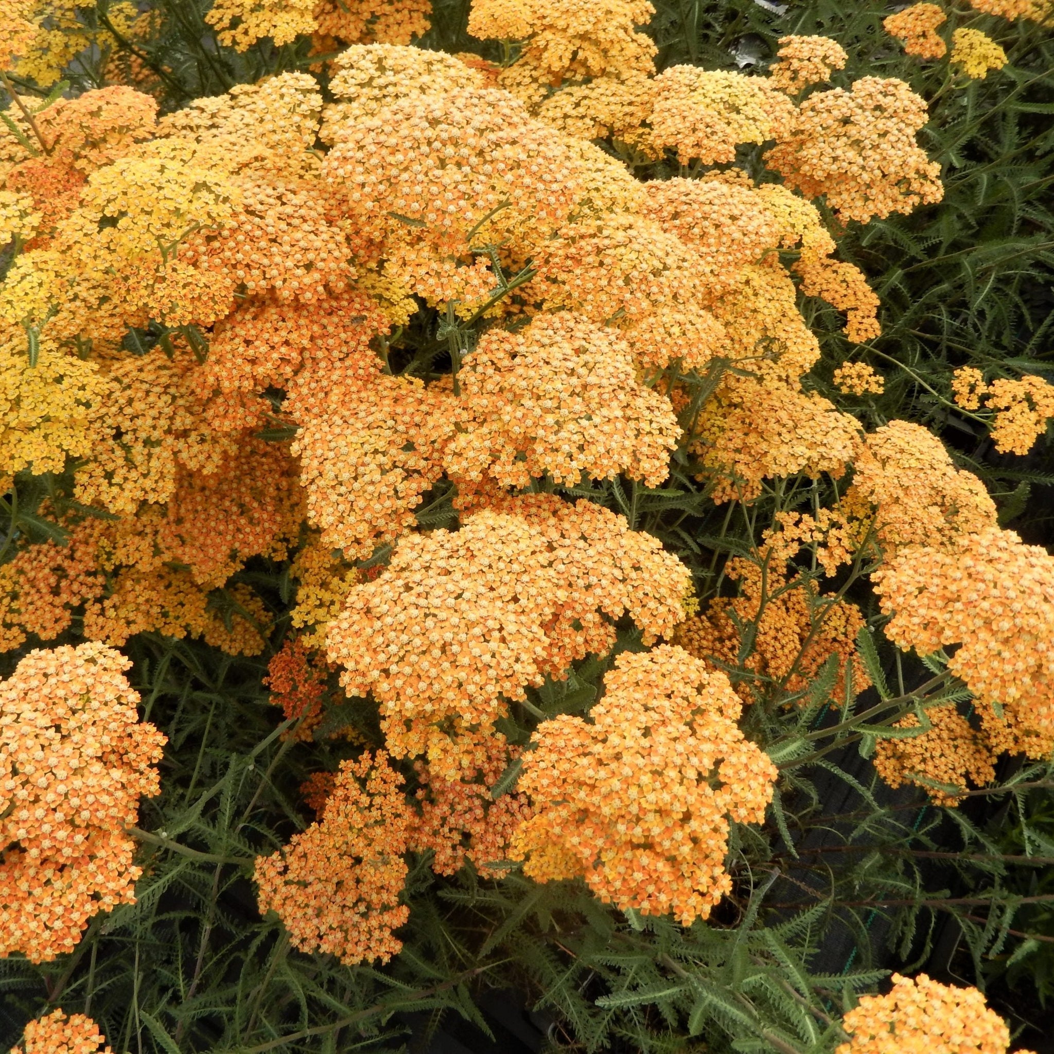 Achillea Millefolium Terracotta, vivace orange jaune, 70cm