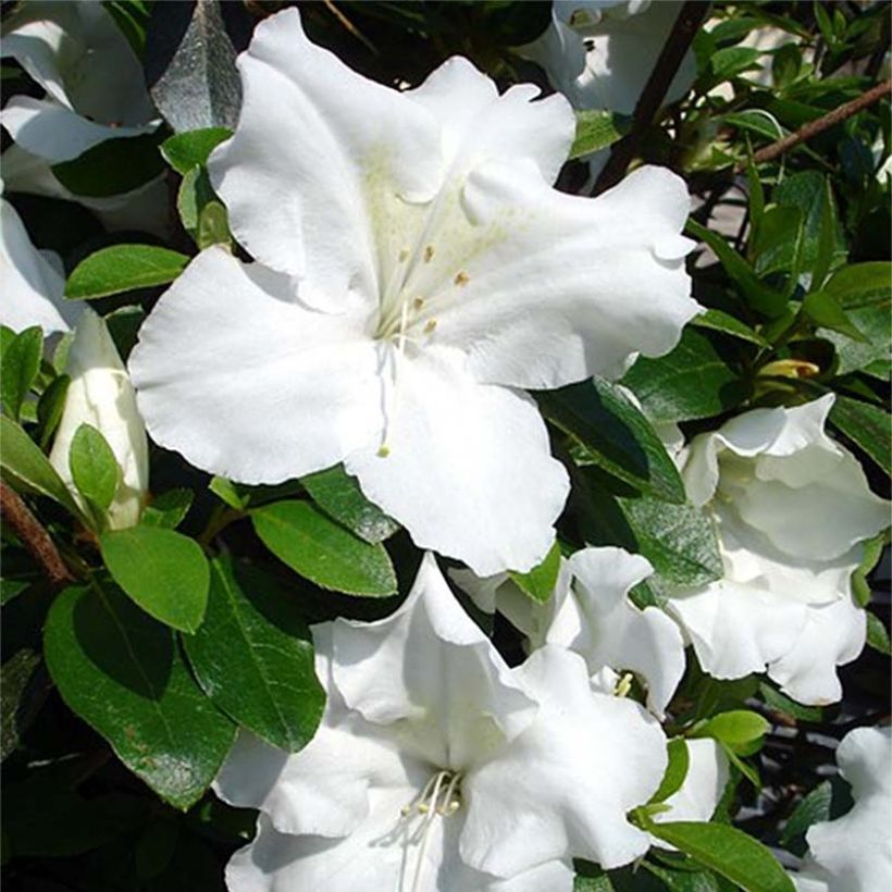 Azalea Japonica 'Dorothy Hayden' - Volume 3L / 30-40cm