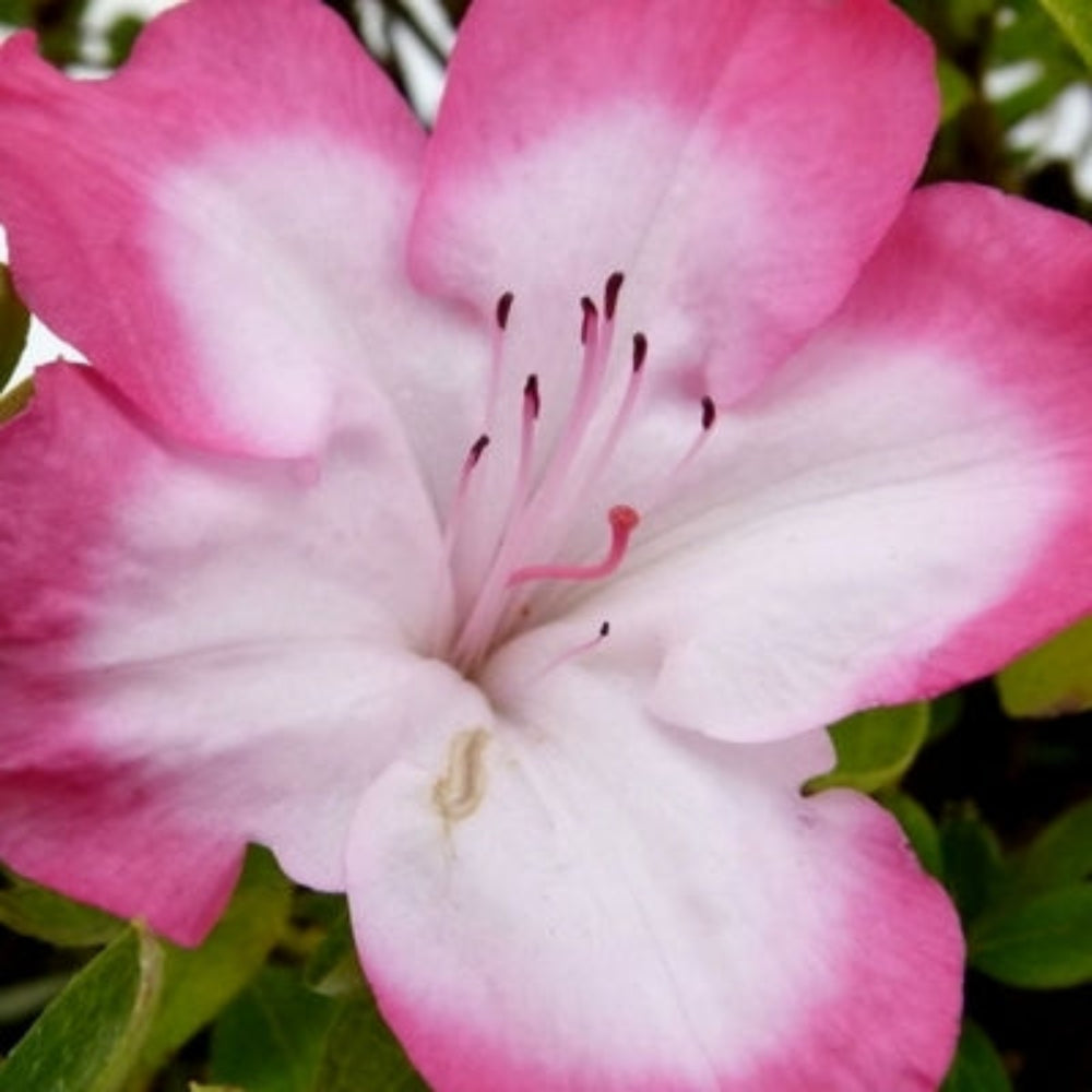 Azalea Japonica Beekolor – Azalée compacte à floraison rose et blanche