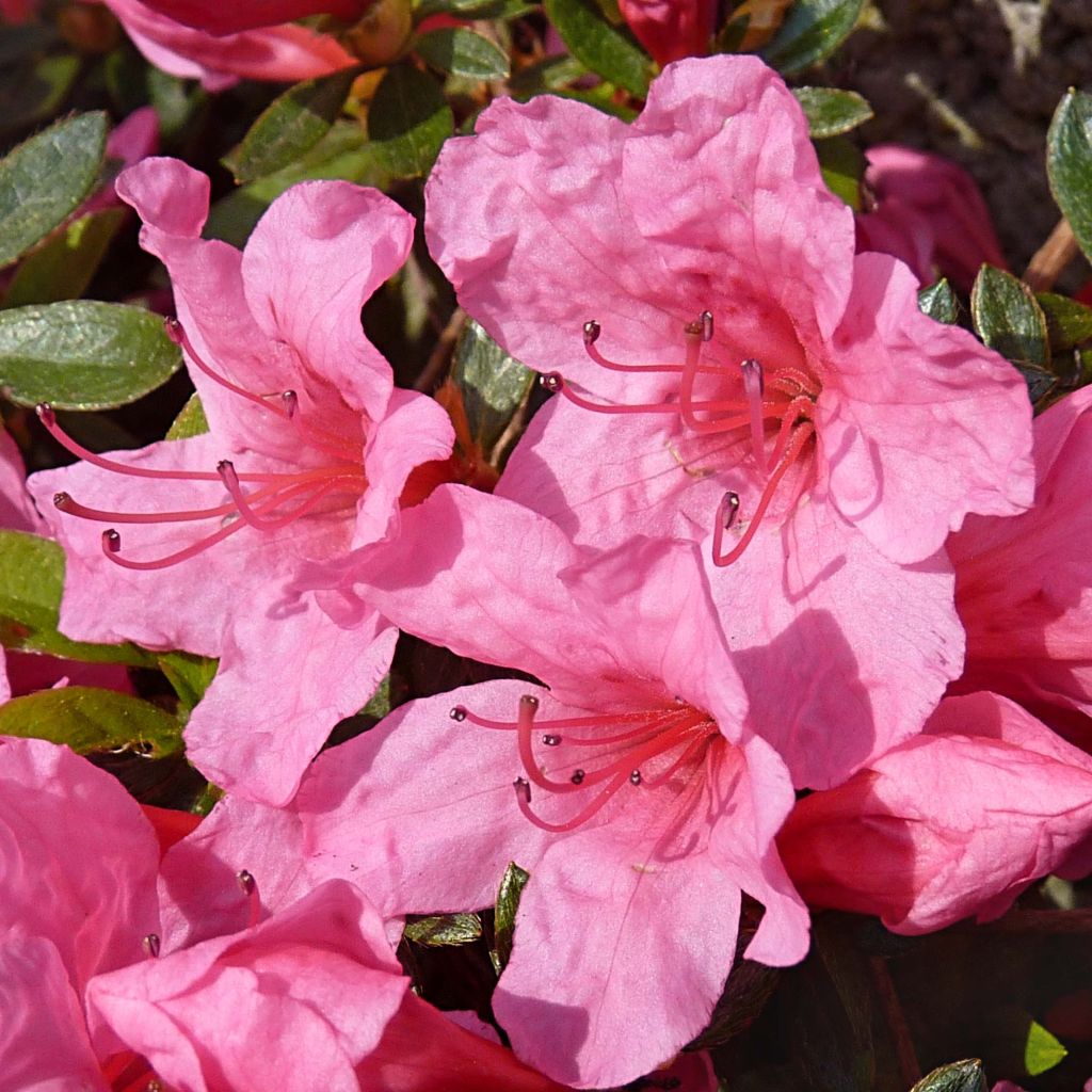 Azalea Japonica Mme Van Hecke – Azalée du Japon à fleurs roses