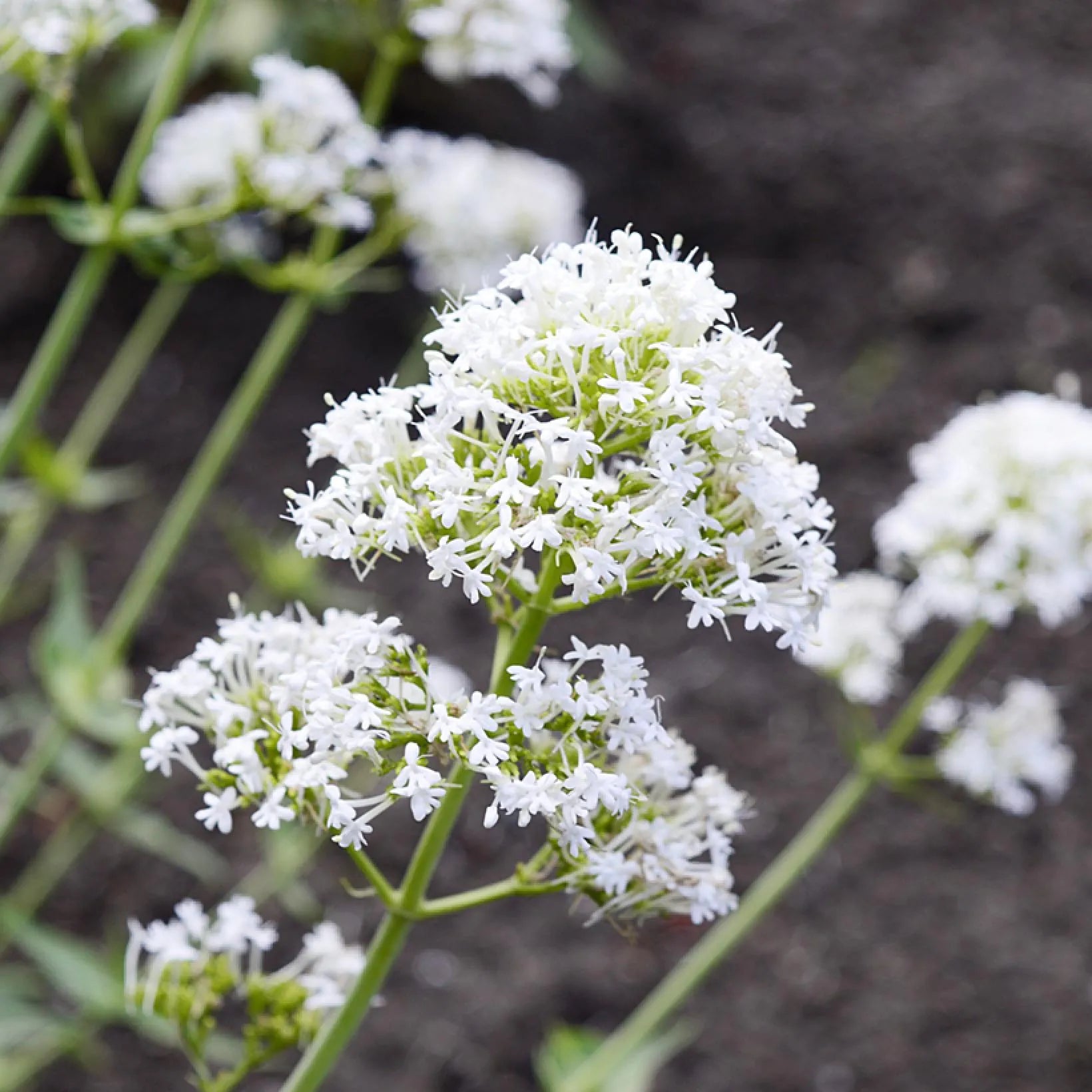 Centranthus ruber Albus - Valériane blanche - Volume 3L / 20-30cm