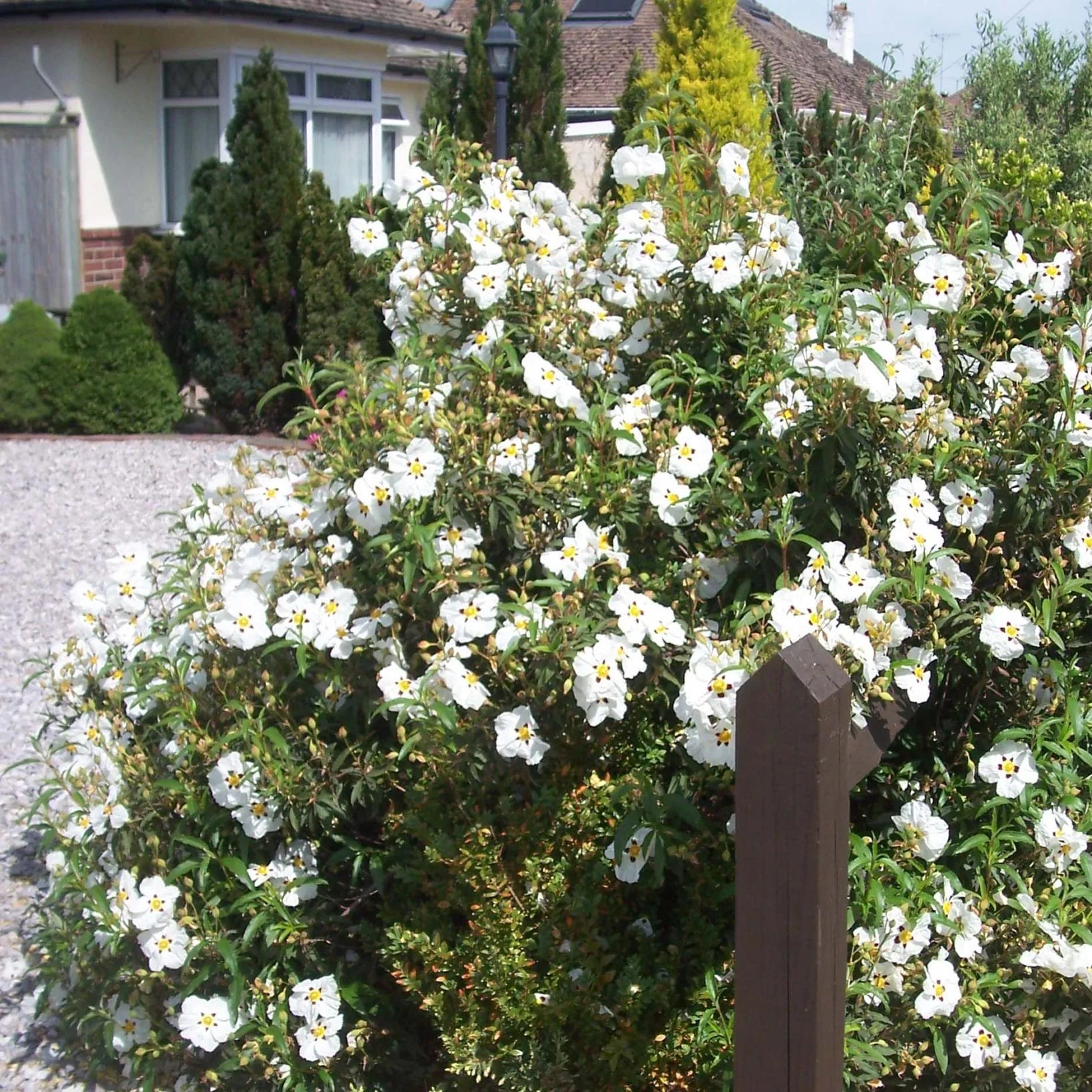 Cistus x Purpureus Alan Fradd - Ciste Pourpre | Fleurs Blanches