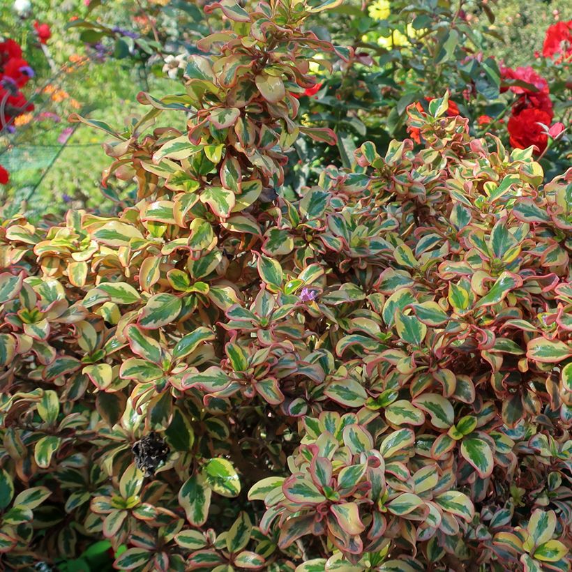Coprosma Pink Splendor - Volume 3L / 30-40cm