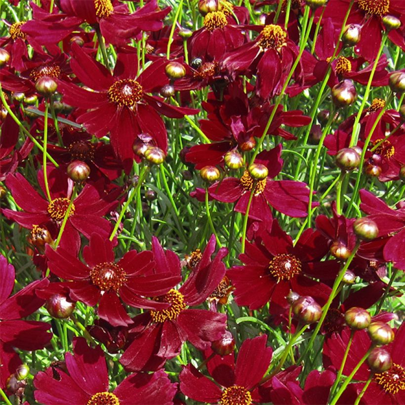 Vivace - Coreopsis verticillata ruby red - La Pépinière de Penhouët