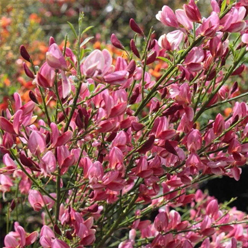 Cytisus x Praecox Hollandia - Genêt Hybride au Port Buissonnant
