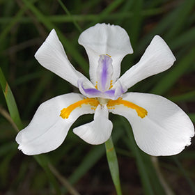Dietes Iridioides Milky Way – Iris africain, fleurs blanches, 60 cm