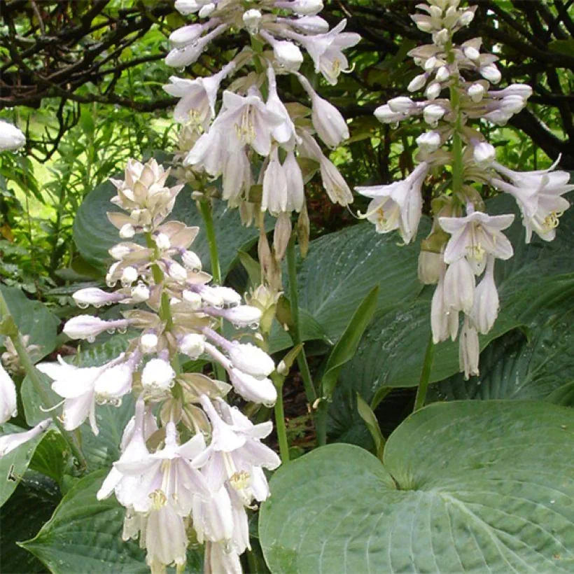 Hosta Sieboldiana Elegans - Vivace à Feuillage Bleuté