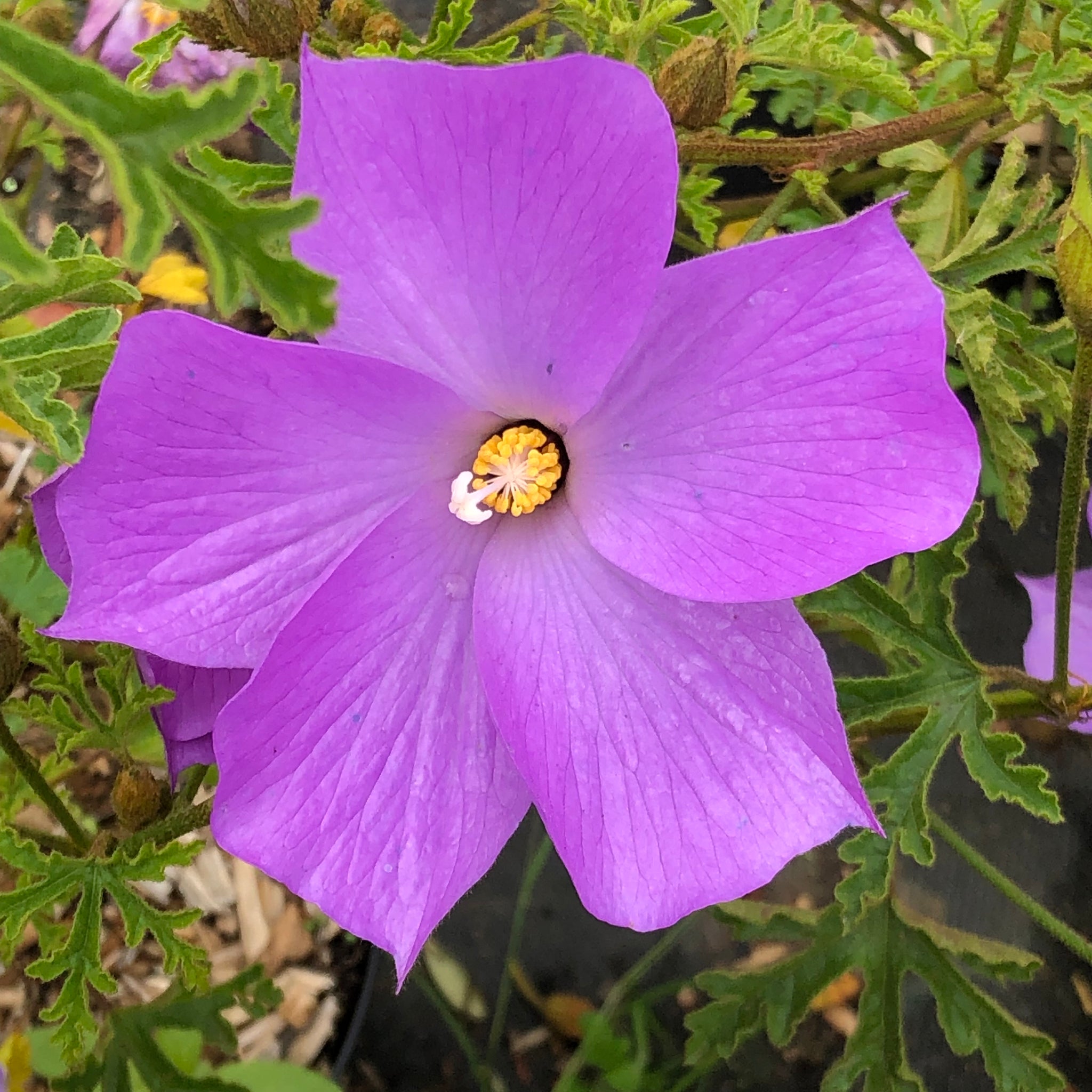 Alyogyne Huegelii Santa Cruz - Arbuste à fleurs mauves