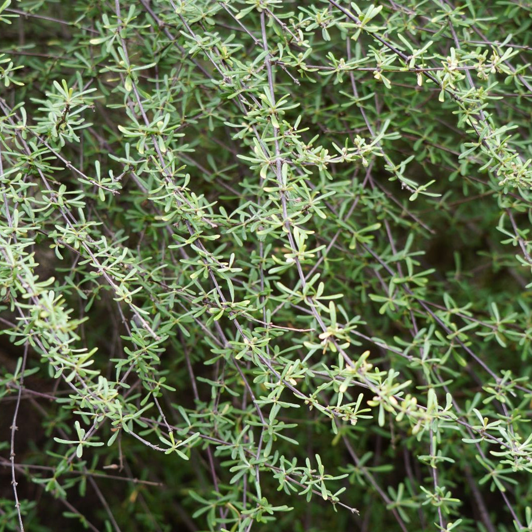 Olearia Virgata - Aster en Arbre, arbuste décoratif et persistant