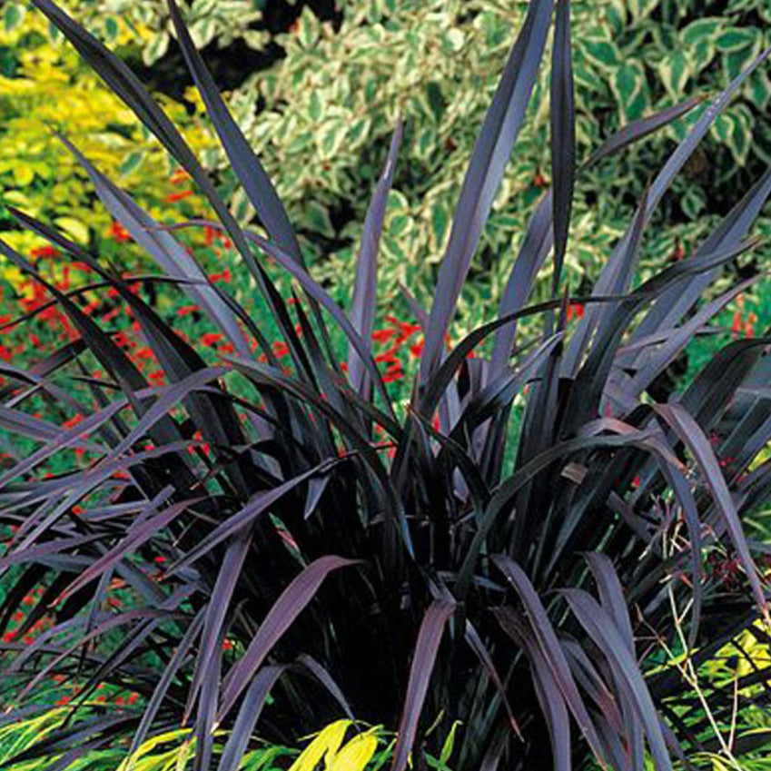 Phormium Tenax Black Velvet - Vivace au Feuillage Noir