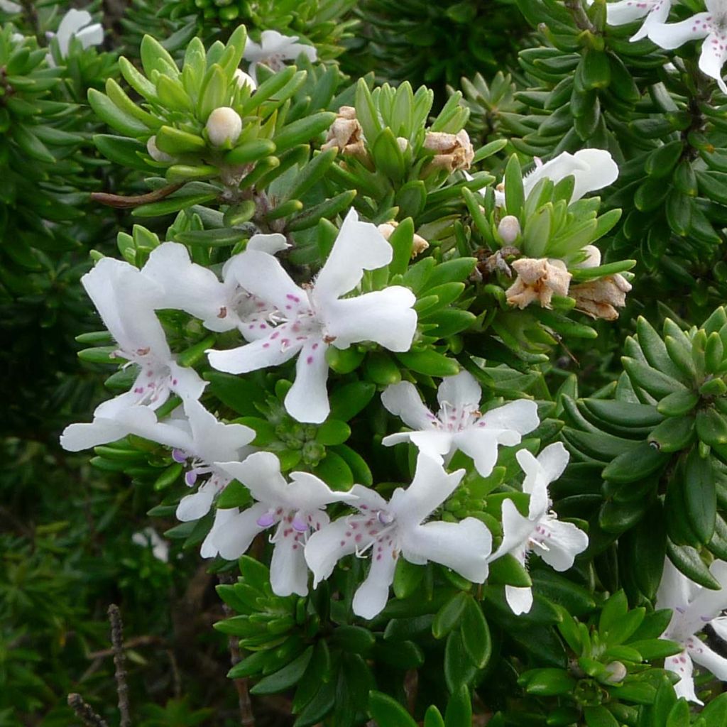 Westringia Fruticosa Alba – Arbuste persistant à floraison blanche