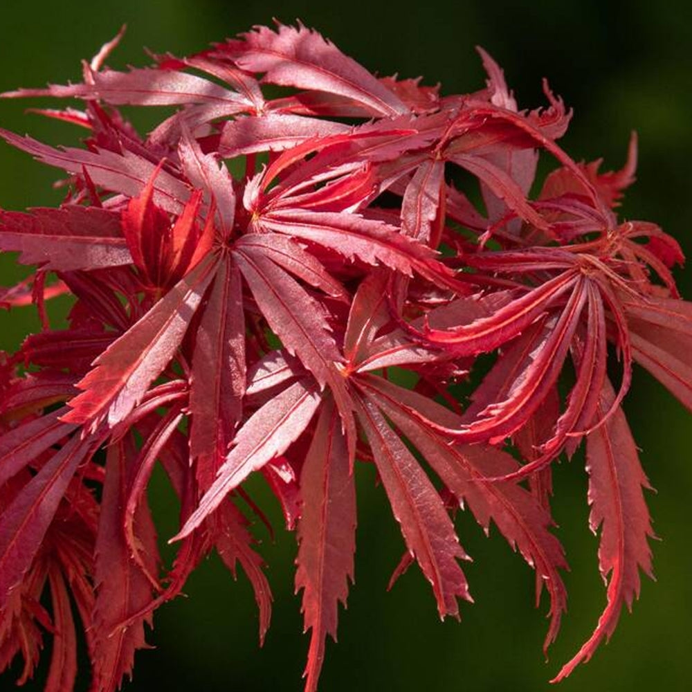 Acer Palmatum Jerre Schwartz - Érable du Japon au feuillage bronze