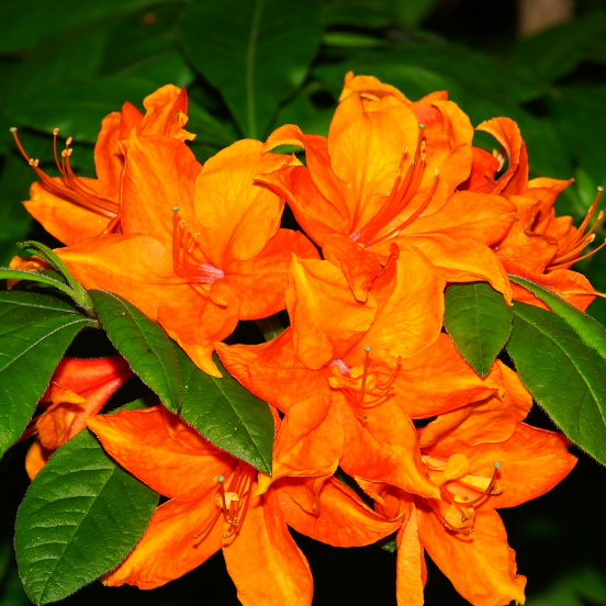 Azalea Mollis Golden Flare - Azalée de Chine | Floraison Orange Feu