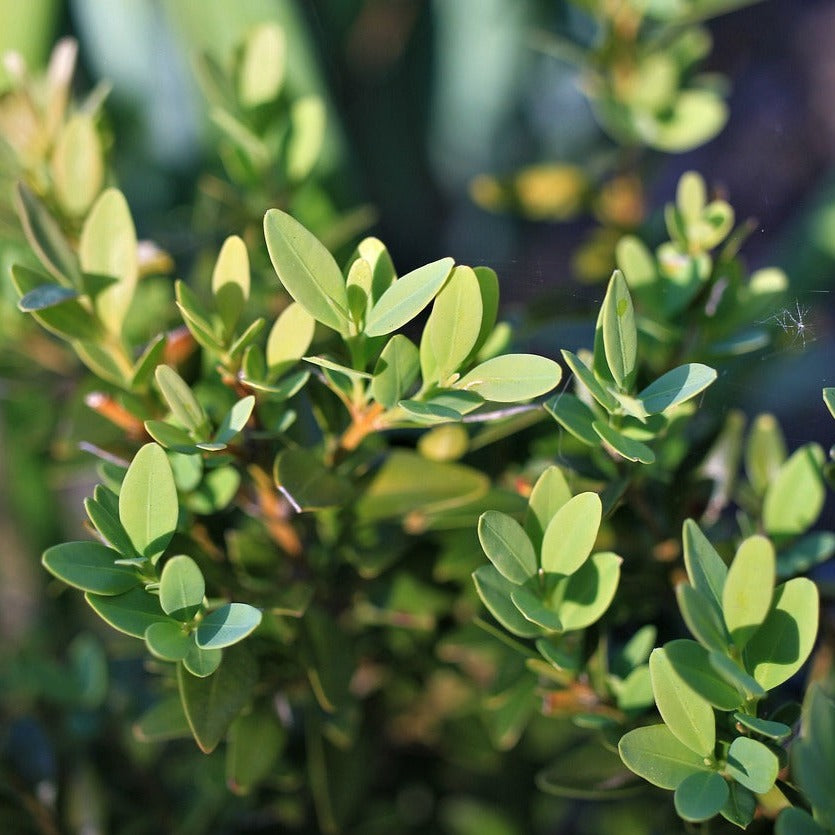 Buxus Sempervirens Suffruticosa