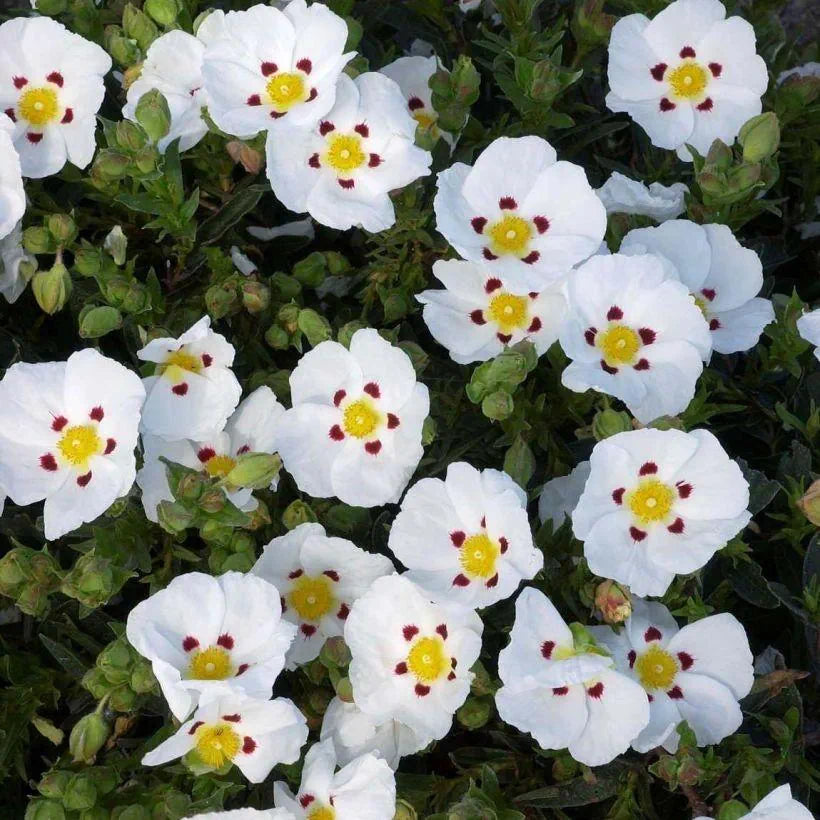 Cistus x Lusitanicus Decumbens - Ciste Étalé | Floraison Blanche