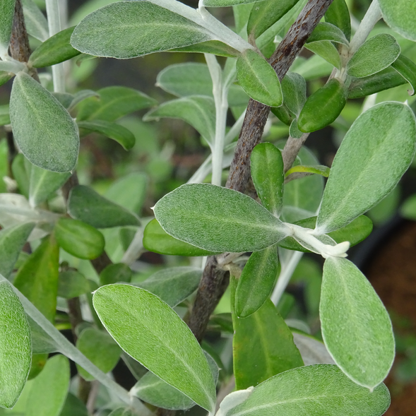 Corokia Virgata Red Wonder - Pépinière de Penhouët