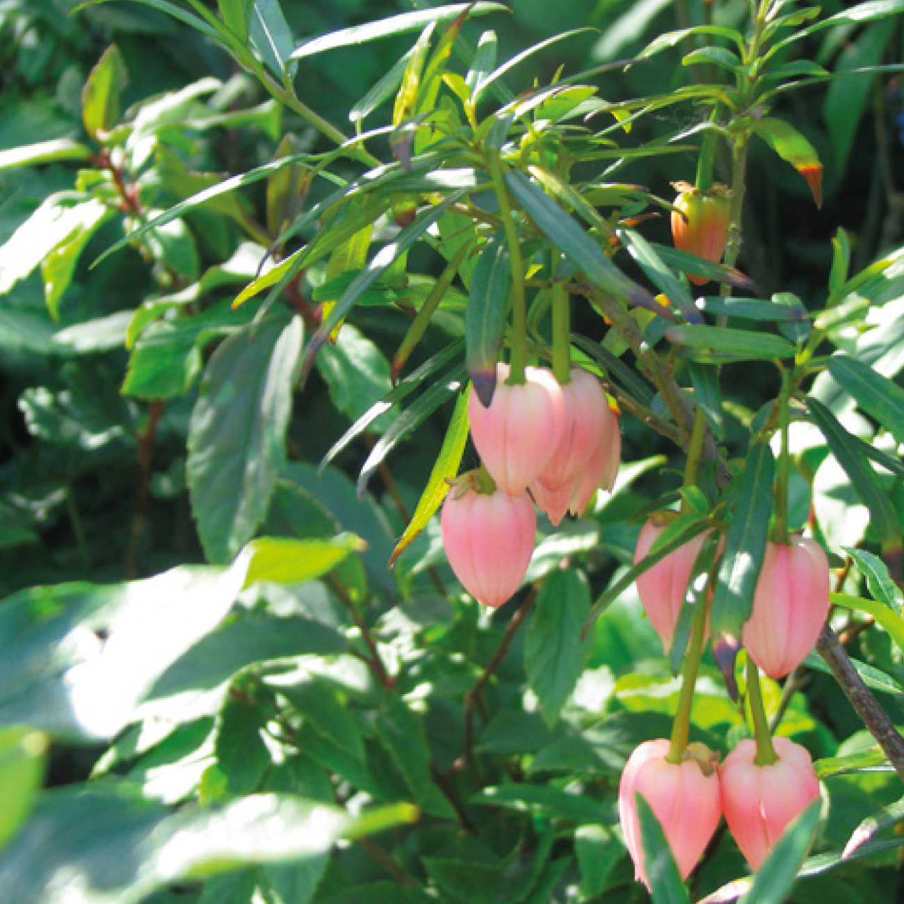 Crinodendron Hookerianum Ada Hoffmann - Arbre aux lanternes - Volume 3