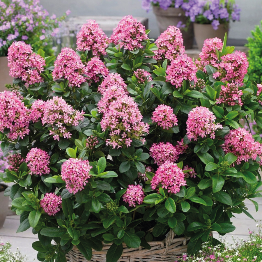 Escallonia Laevis Pink Elle - Pépinière de Penhouët