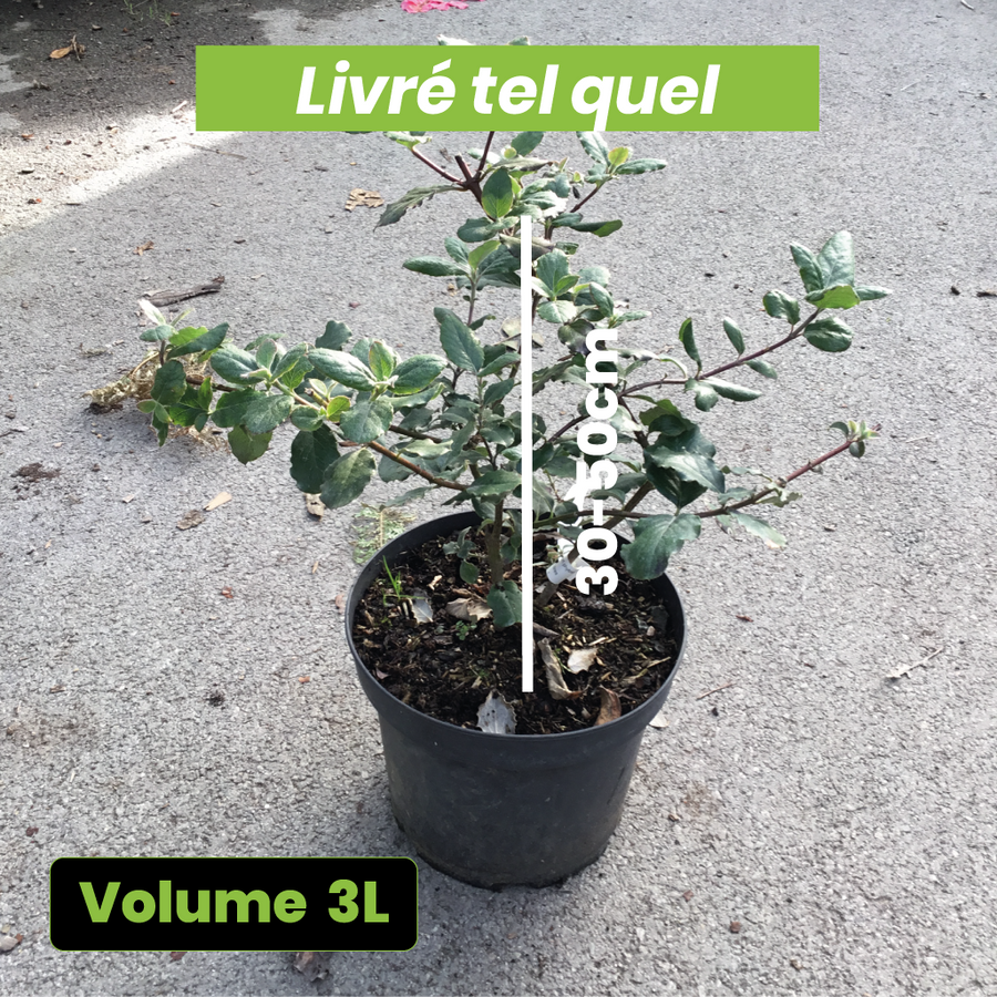 Garrya Elliptica - Garrya à feuilles elliptiques