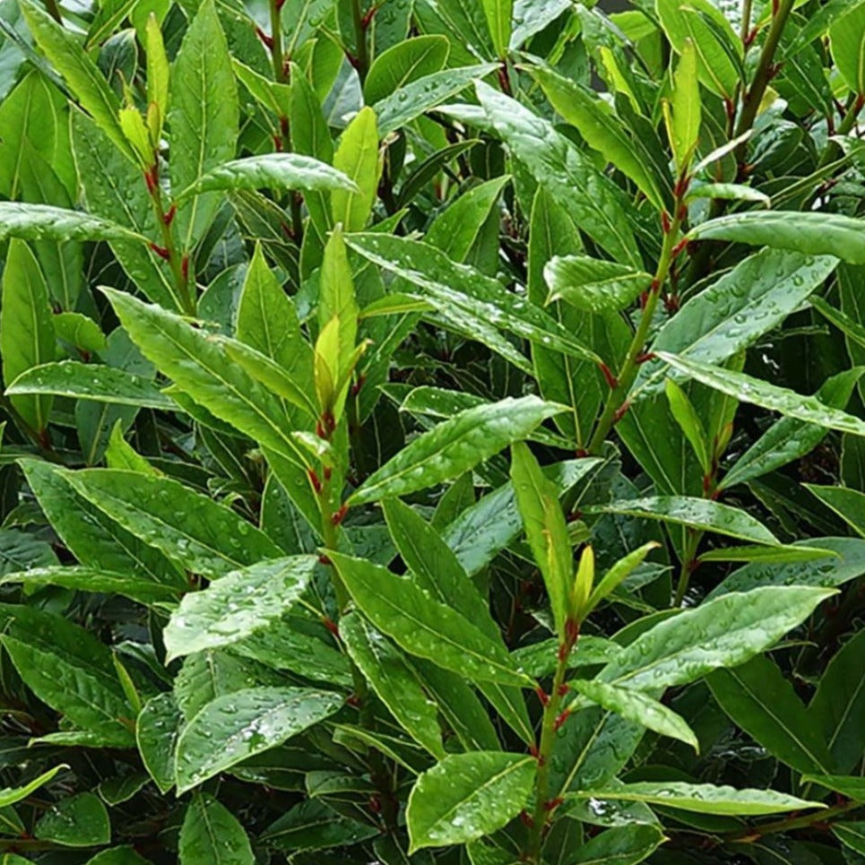 Laurus Nobilis Little Ragu - Laurier-Sauce