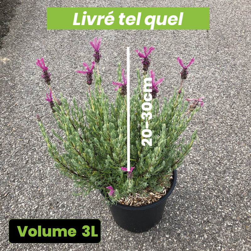 Lavandula Stoechas the Princess - Lavande Papillon the Princess