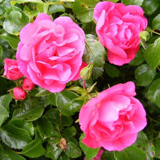 Rosa Fairy Rood - Volume 3L / 30-40cm