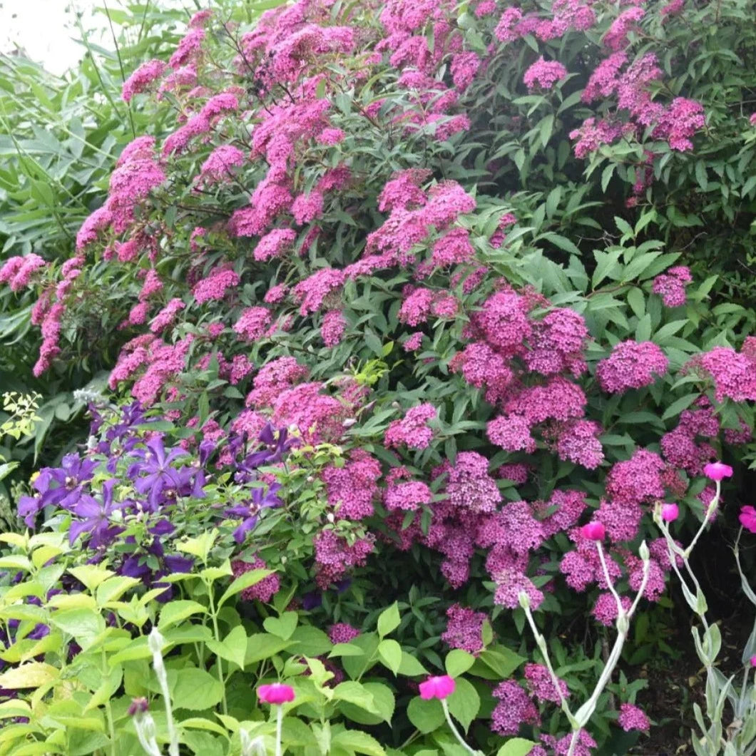Spiraea Japonica Anthony Waterer - Spirée Japonaise | Floraison Rose