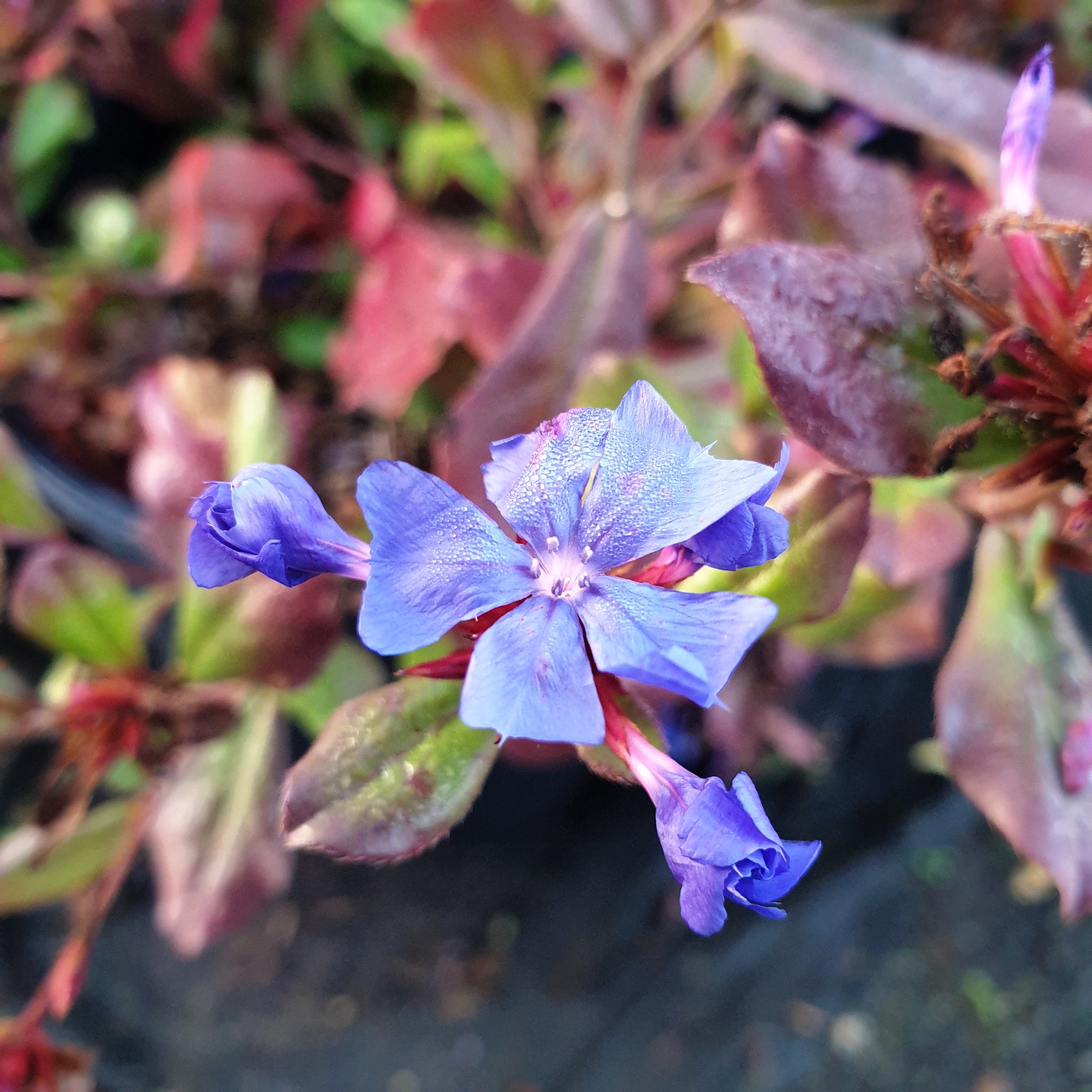 Ceratostigma plumbaginoides – Plumbago rampant à floraison bleue
