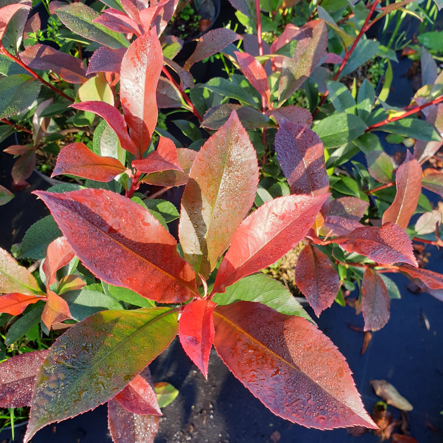 Arbuste - Photinia Fraseri carré rouge - La Pépinière de Penhouët