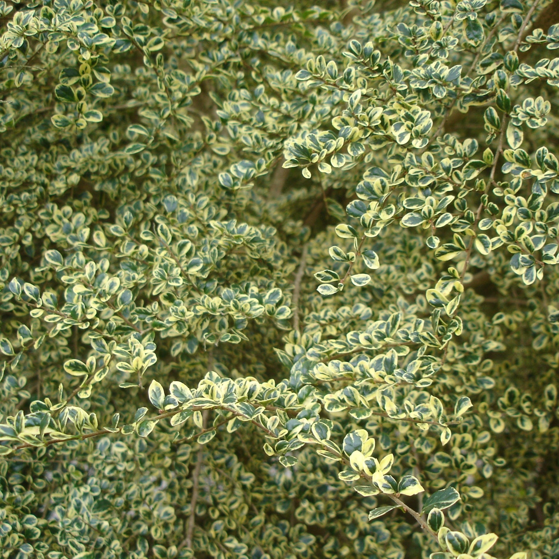 Azara Microphylla Variegata - Mimosa du Chili Panaché