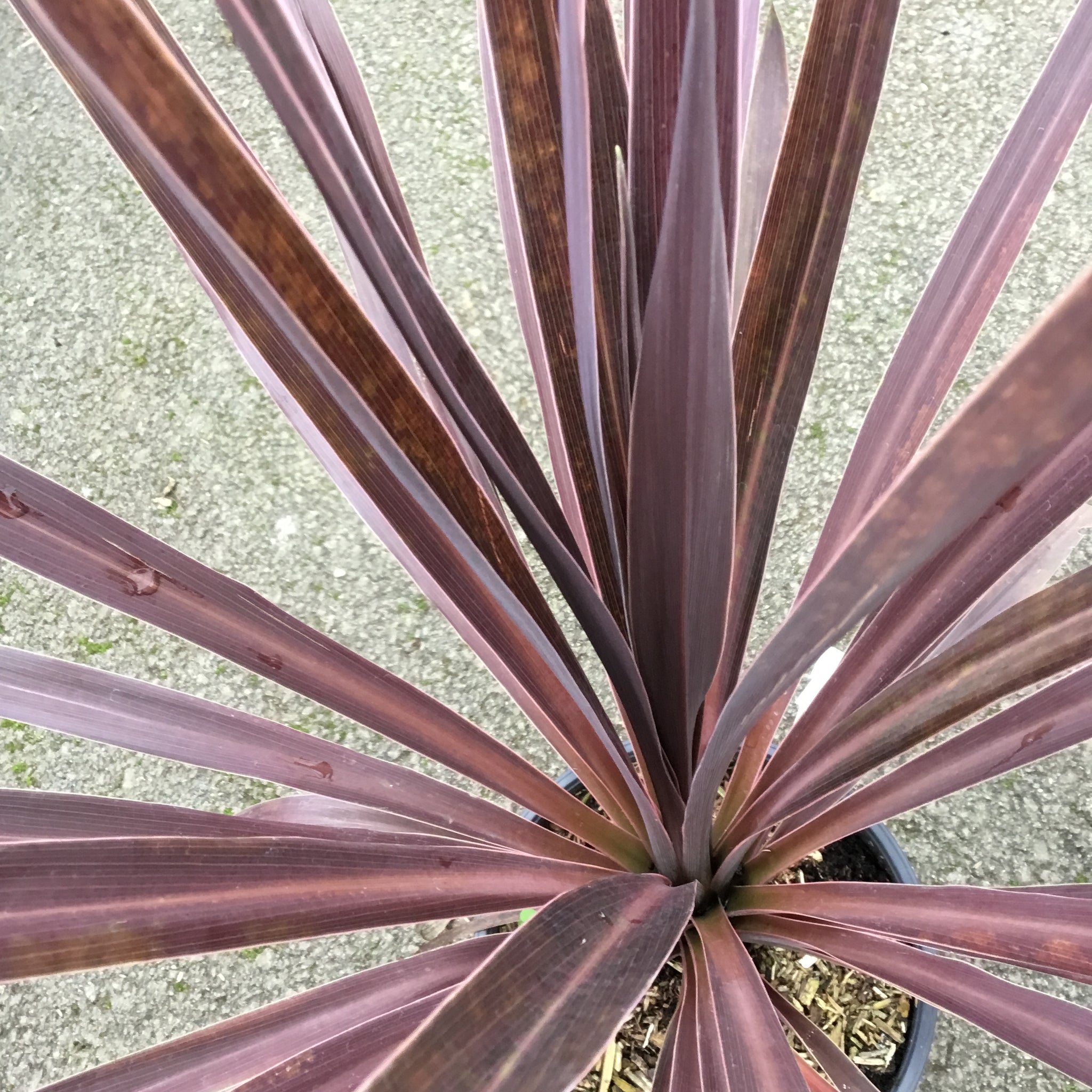 Cordyline Australis Red Star - Feuillage Pourpre