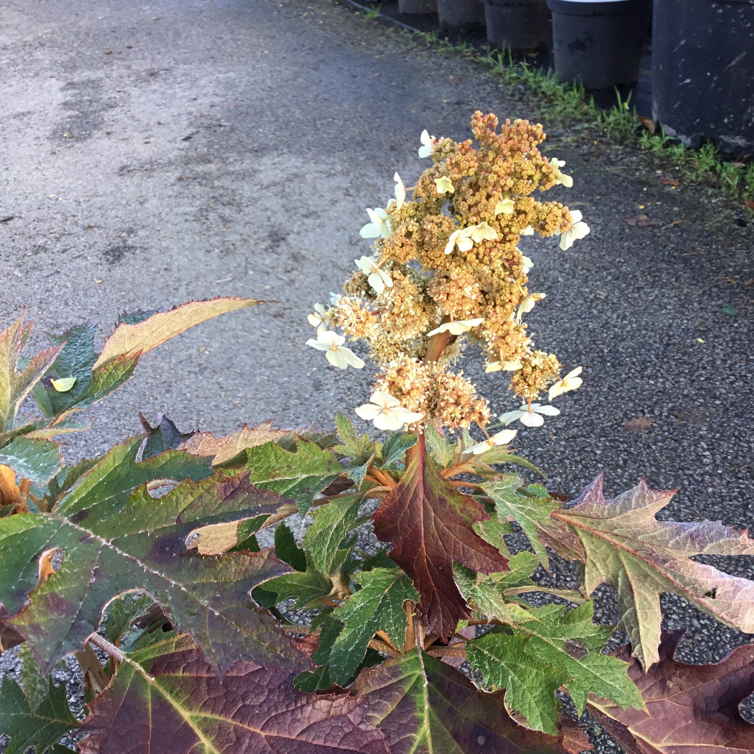 Hydrangea Quercifolia Ice Crystal - Hortensia à feuilles de chêne - Vo