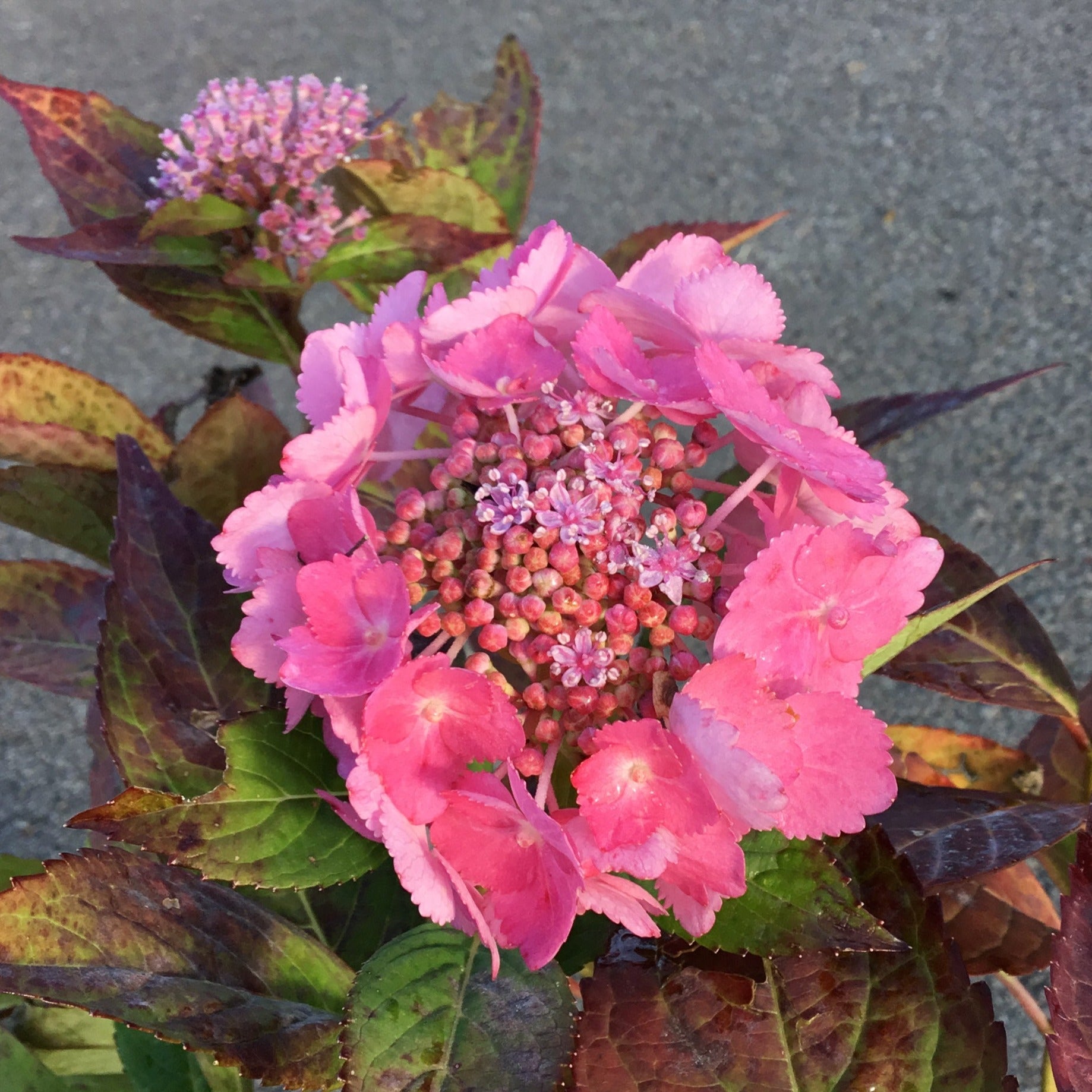 Hydrangea Serrata Cap Sizun - Pépinière de Penhouët