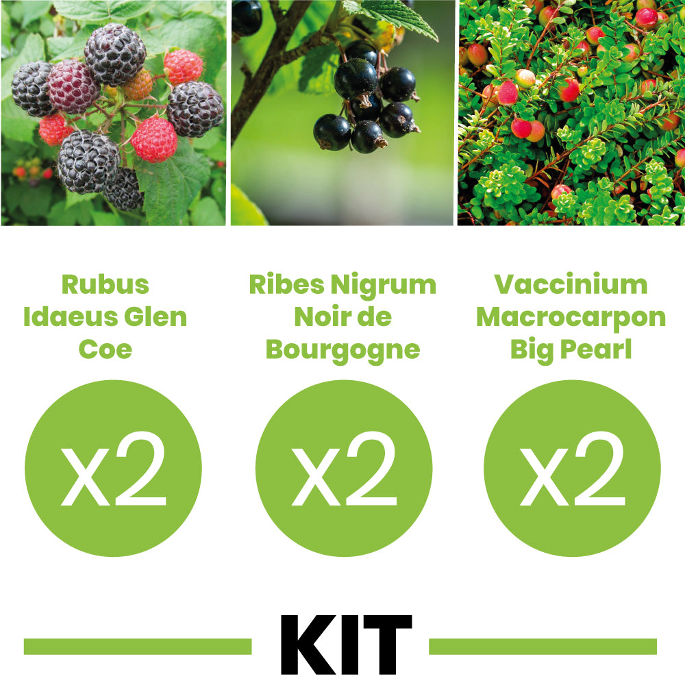 Kit petits fruits - Pépinière de Penhouët