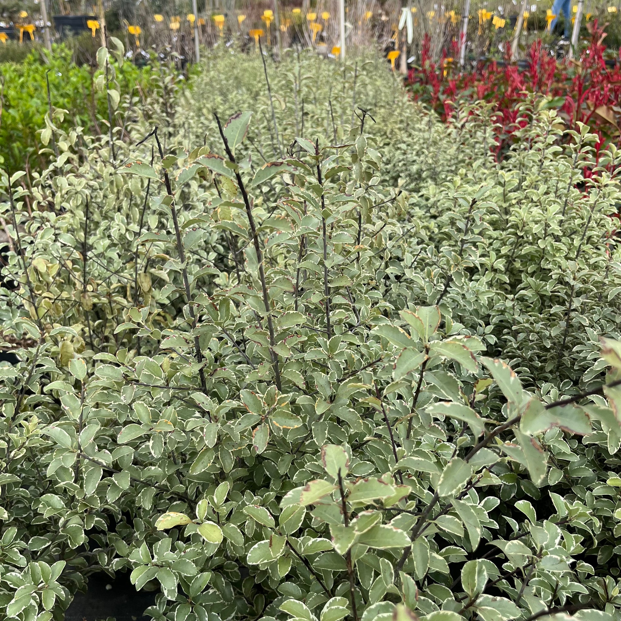 Pittosporum Tenuifolium "Silver Magic" - Pittospore à petites feuilles