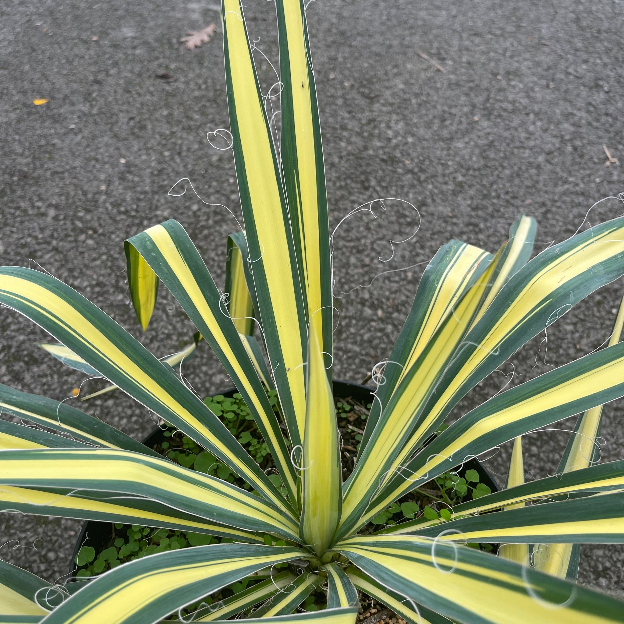 Yucca Filamentosa Gold Heart – Vivace Persistante et Résistante