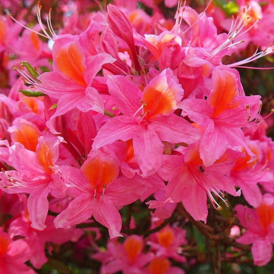 Azalée du Japon - Azalea Japonica Amoena - Pépinière de Penhouët