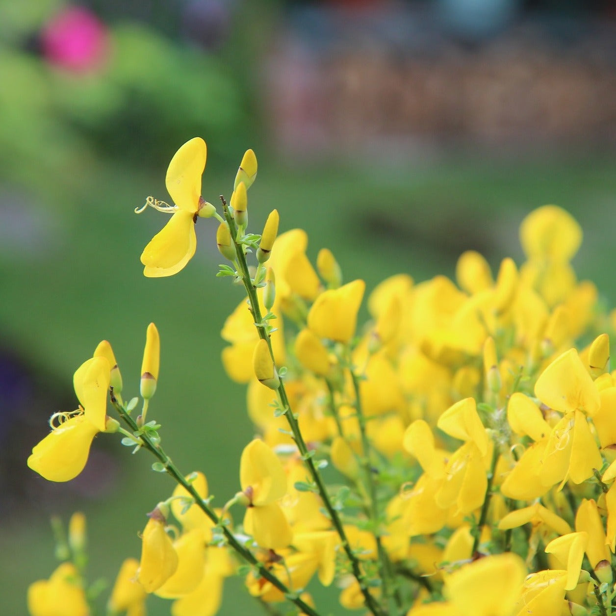 Genista x 'Porlock' | Genêt au Port Buissonnant et Fleur Jaune Or