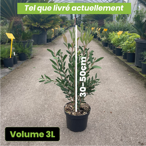 Callistemon Viminalis Inferno - Pépinière de Penhouët