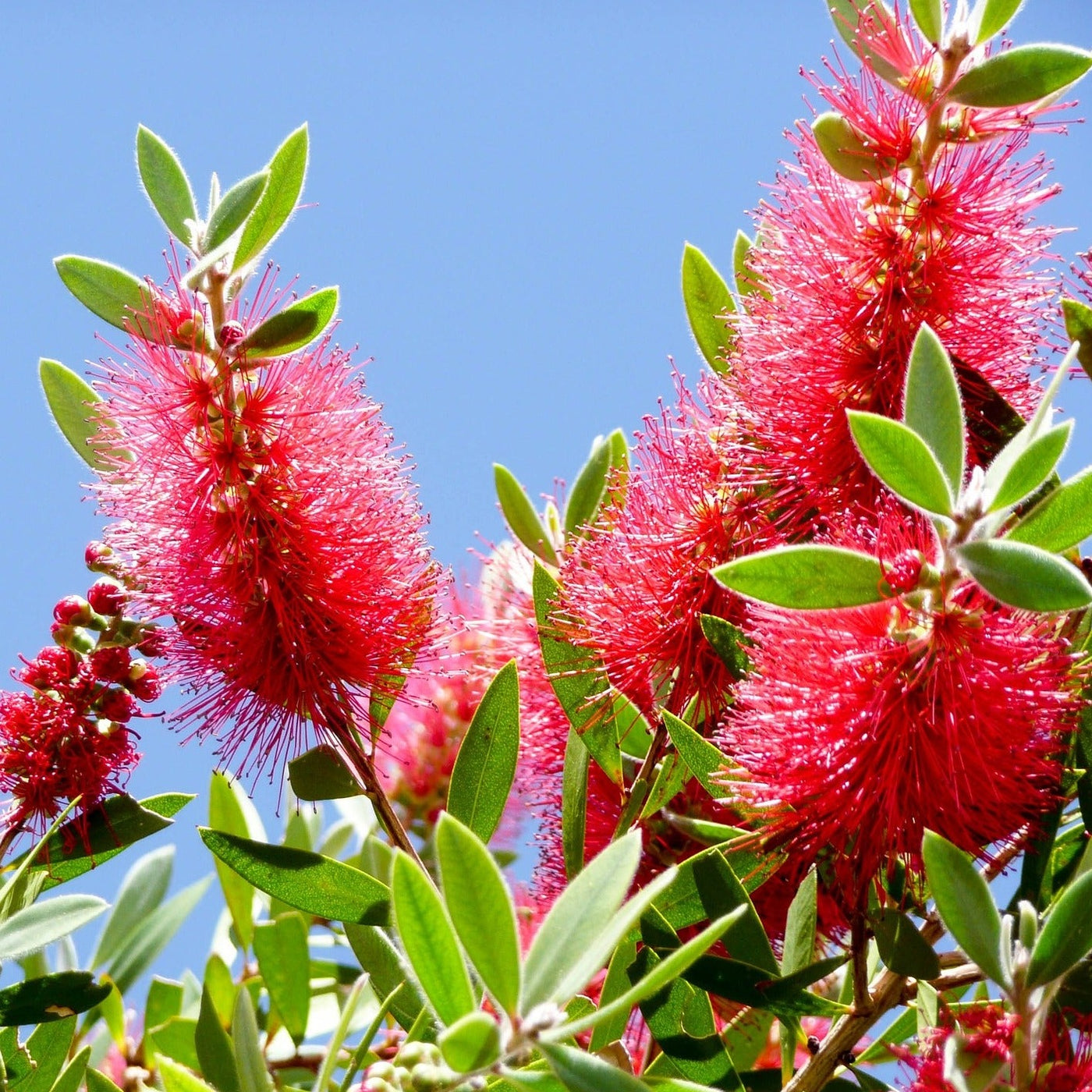 Callistemon Viminalis Inferno - Pépinière de Penhouët